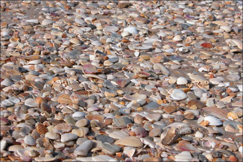 Geol 6910/7911: Cape Lookout Field Trip, October 2004 (39 of 137)
