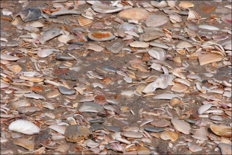 Geol 6910/7911: Cape Lookout Field Trip, October 2004 (40 of 137)